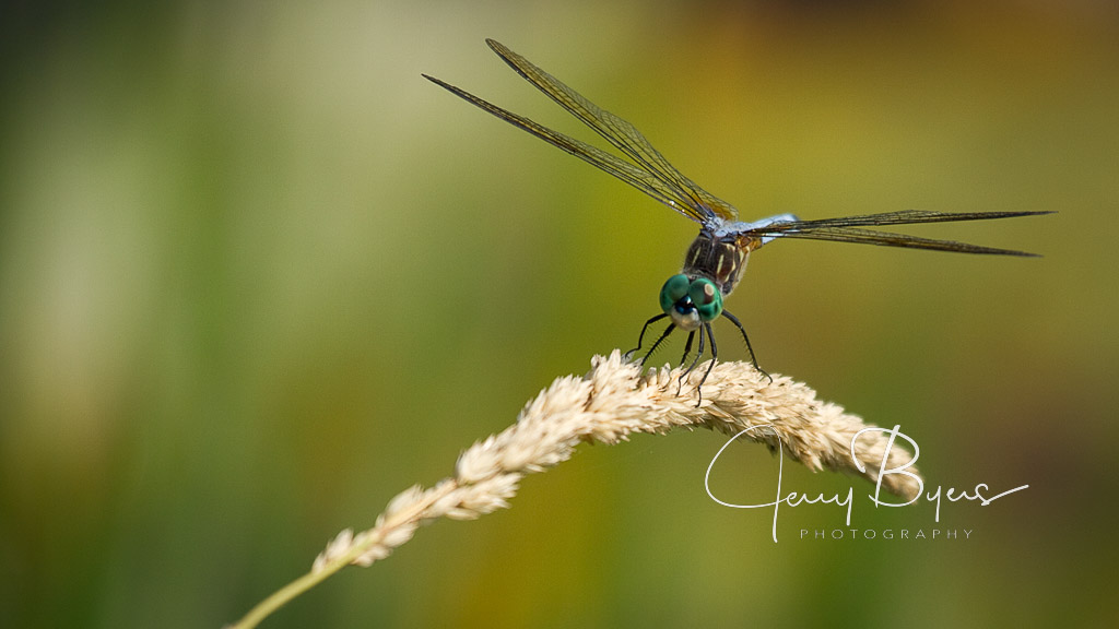 Macro Marvels: Exploring the Tiny World Through Your Lens – 316 Expressions